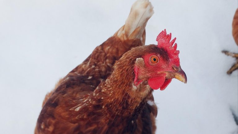 9 Simple Steps to Winterize Your Chicken Coop - The Ultimate Homestead