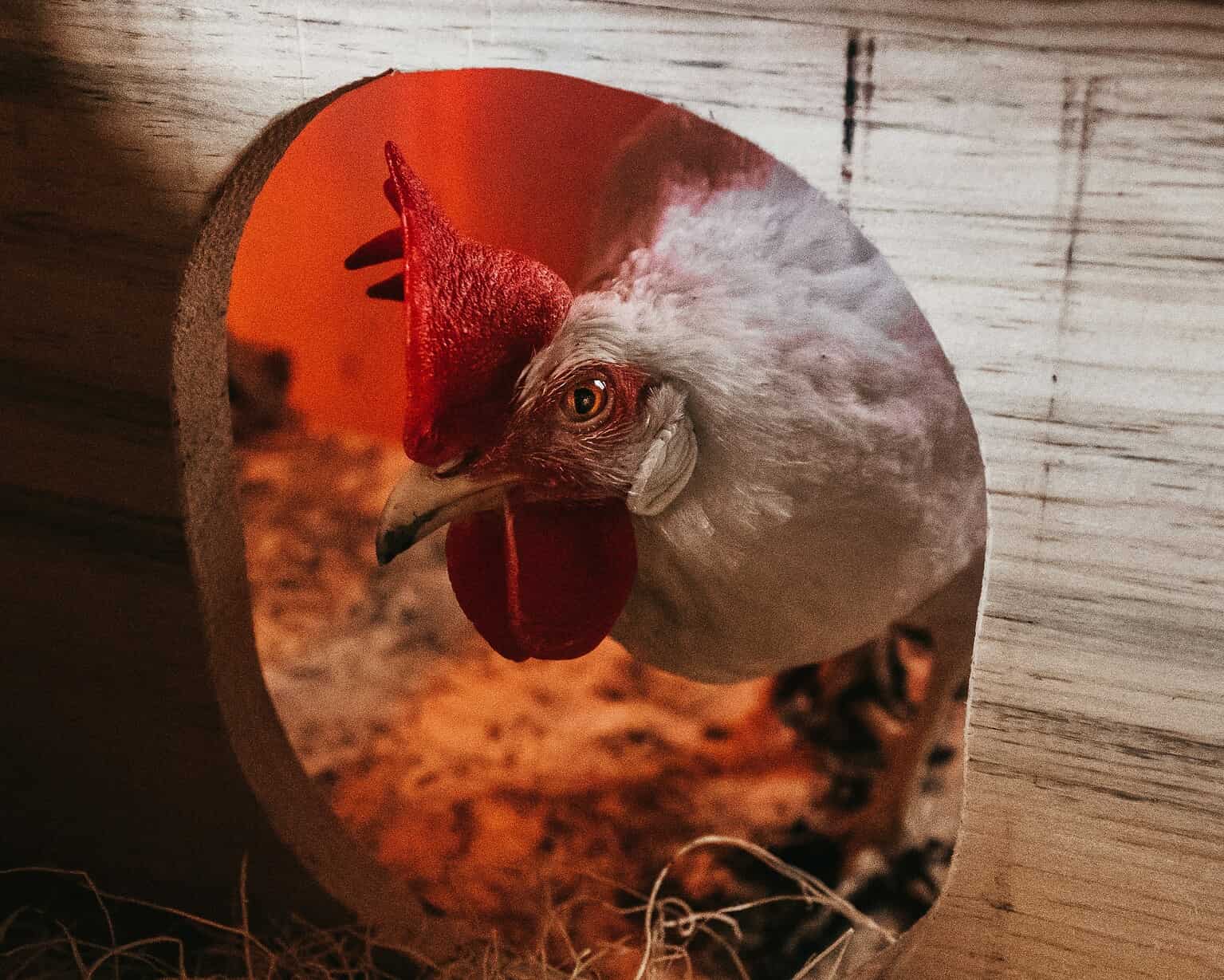 9 Simple Steps to Winterize Your Chicken Coop - The Ultimate Homestead