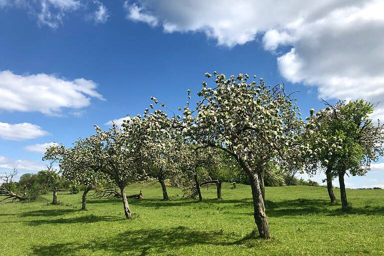 How to Prune Fruit Trees for Maximum Fruit Production - The Ultimate ...