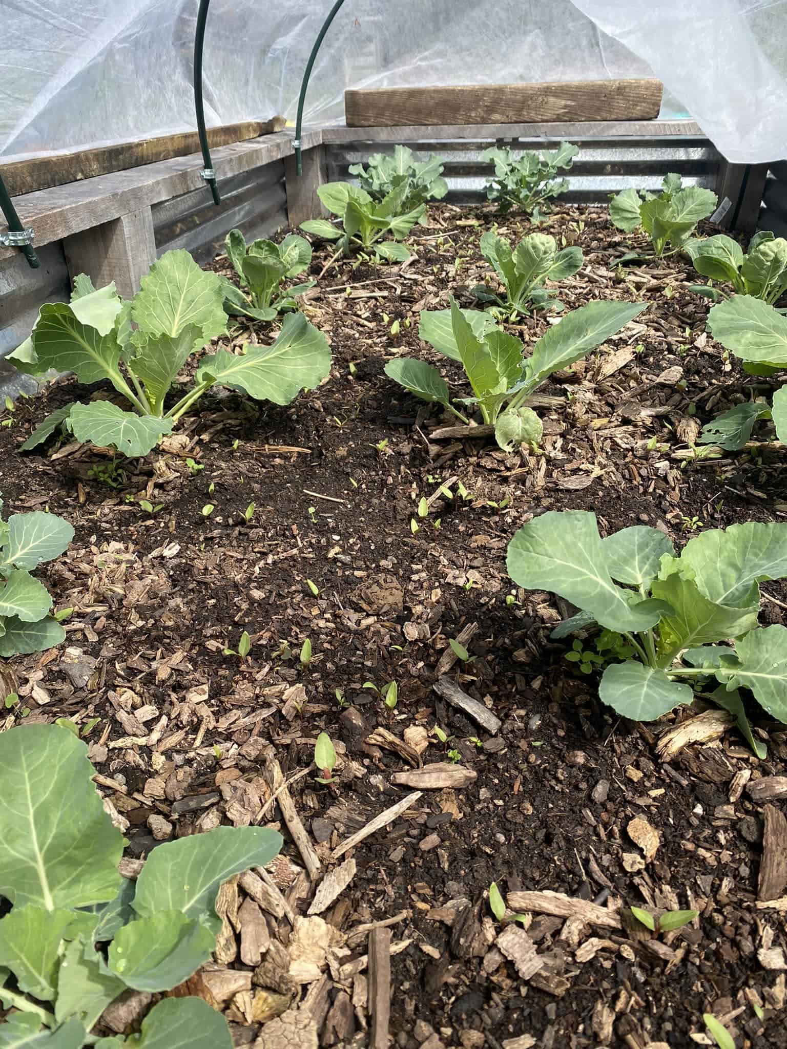 How to Use Plant Covers to Protect Your Garden From Frost and Pests