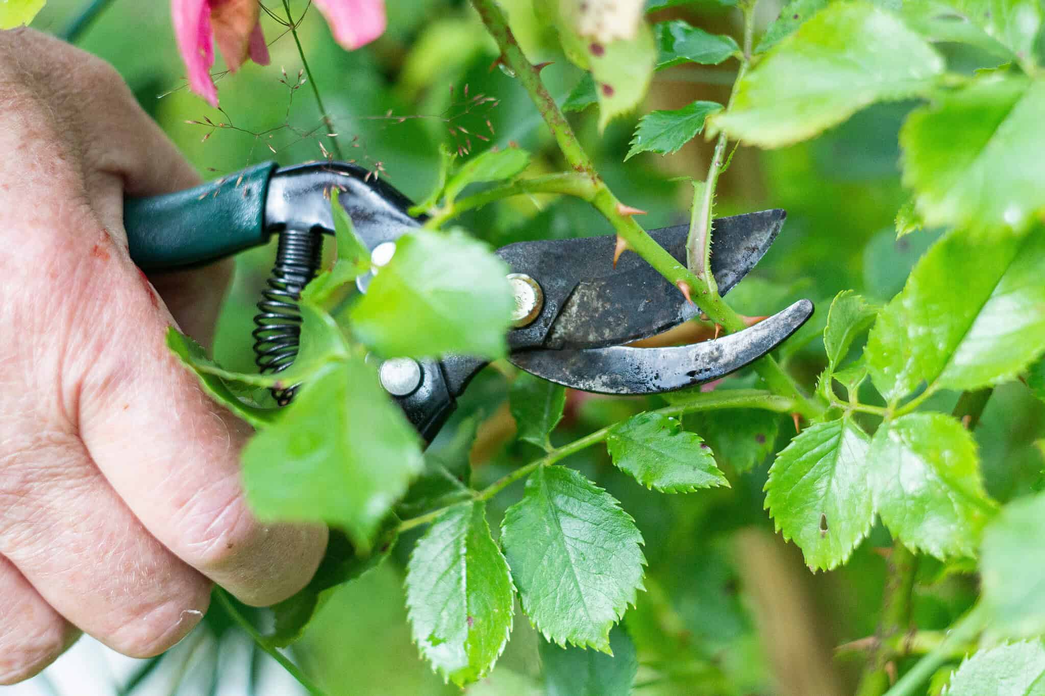 Stop Ruining Your Roses! Learn How to Prune Them the Right Way Today
