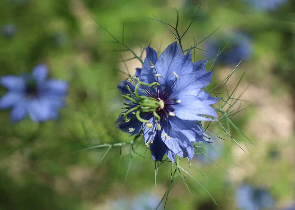 12 Breathtaking Blue Flowers That Make Any Garden Look Extraordinary