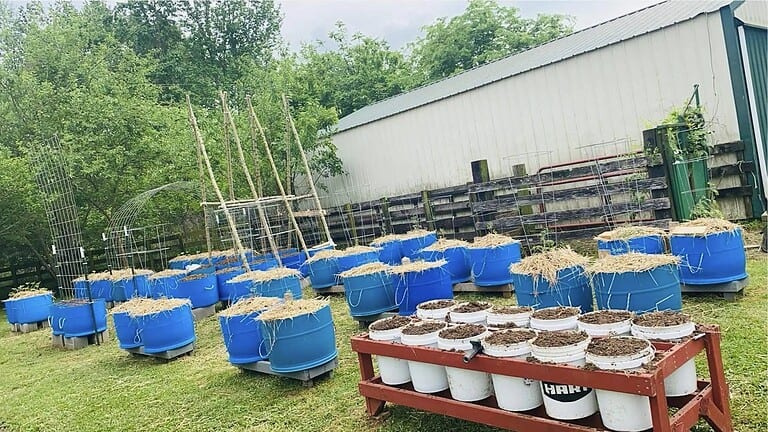 Everything You Need to Know About Composting Chicken Manure at Home