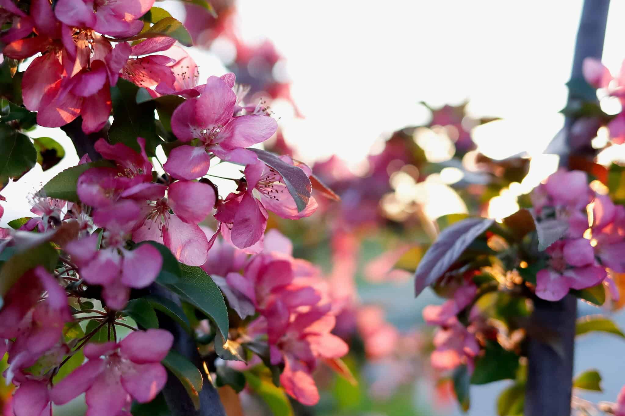 15 Stunning Pink Flowers to Brighten Your Garden Year-Round