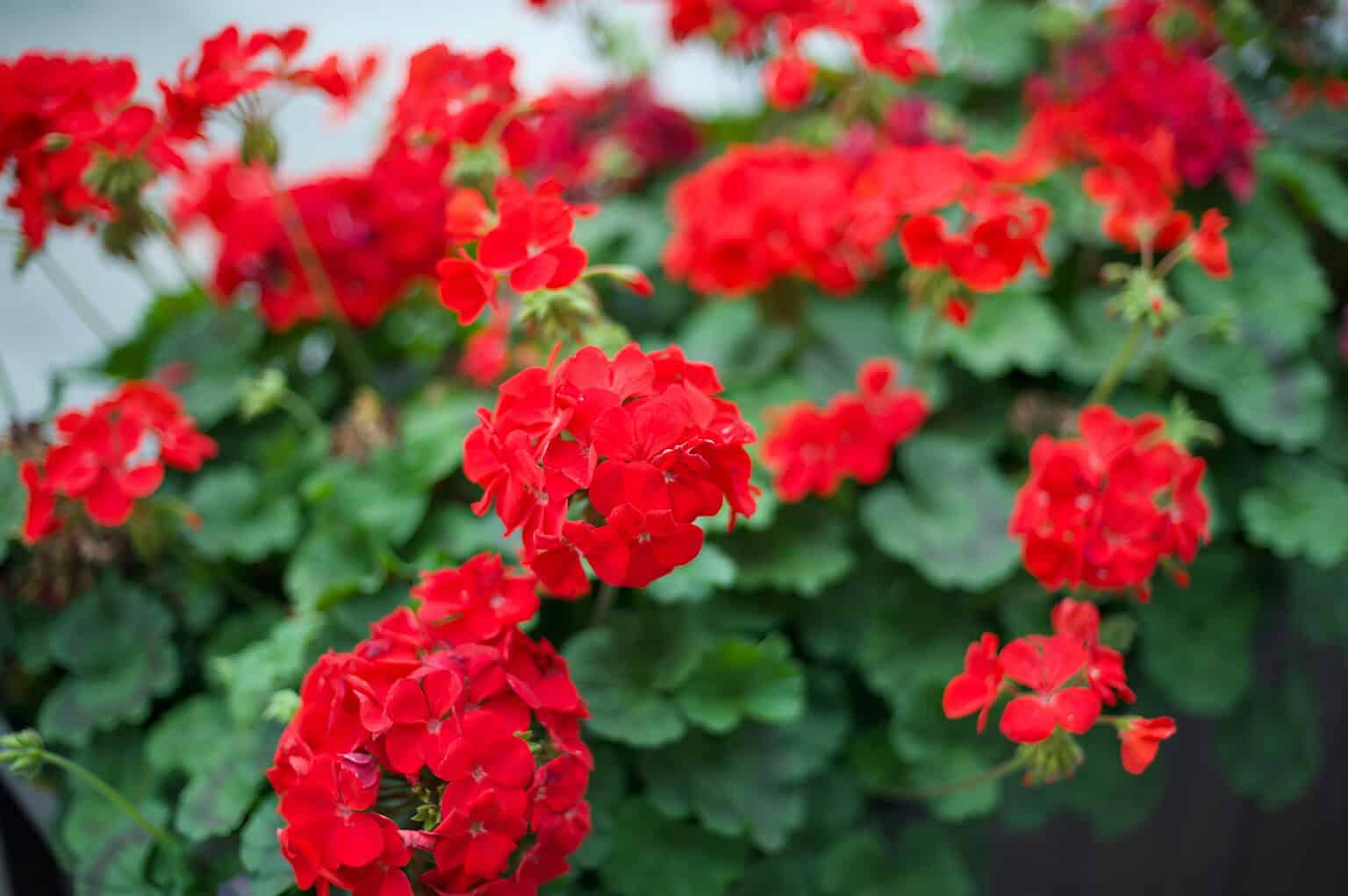 15 Jaw-Dropping Red Flowers You’ll Fall in Love With