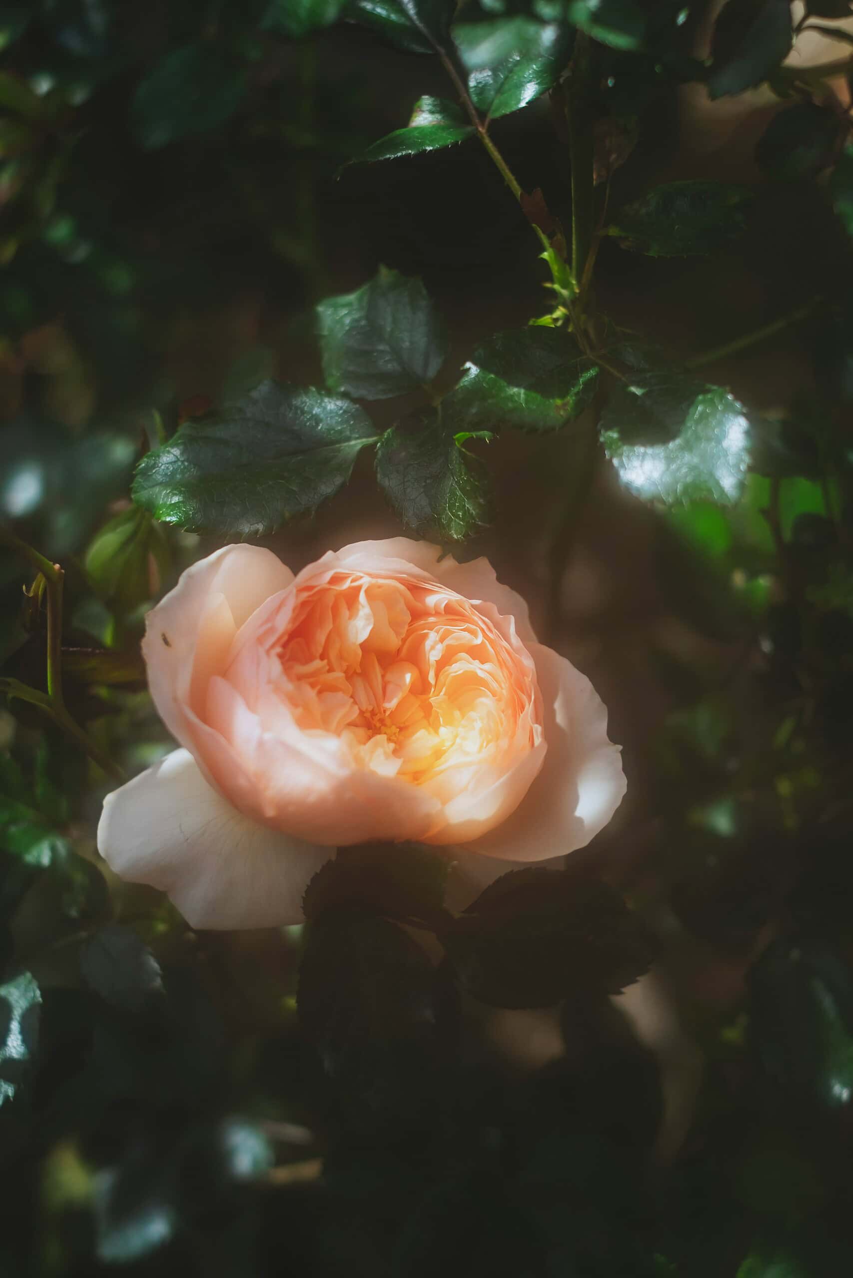 15 Extraordinary Rare Flowers That Will Leave You Speechless