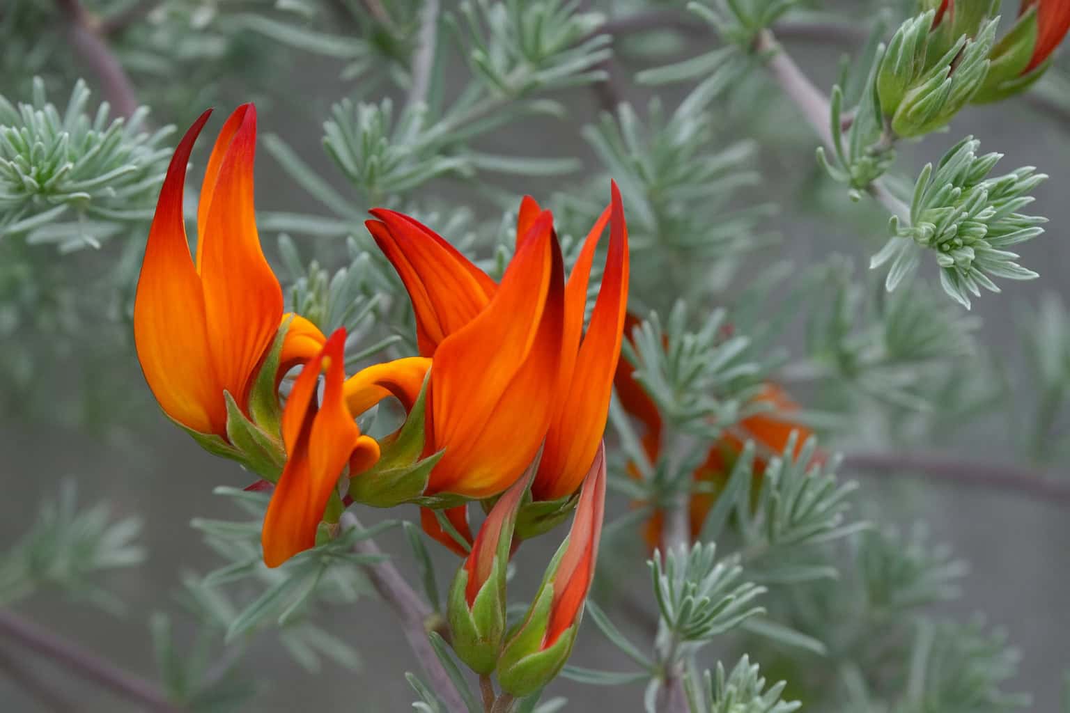 15 Extraordinary Rare Flowers That Will Leave You Speechless