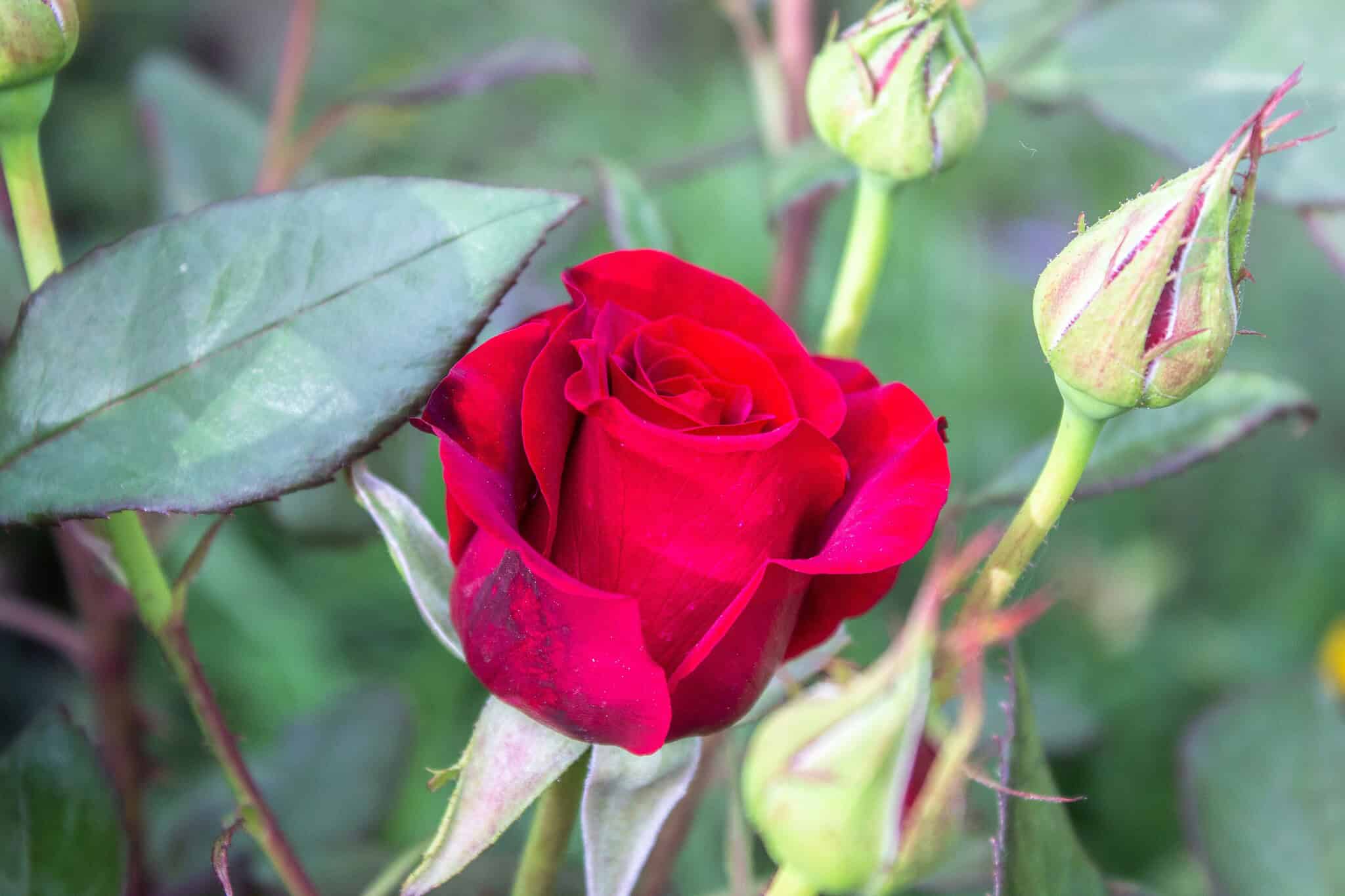 15 Jaw-Dropping Red Flowers You’ll Fall in Love With