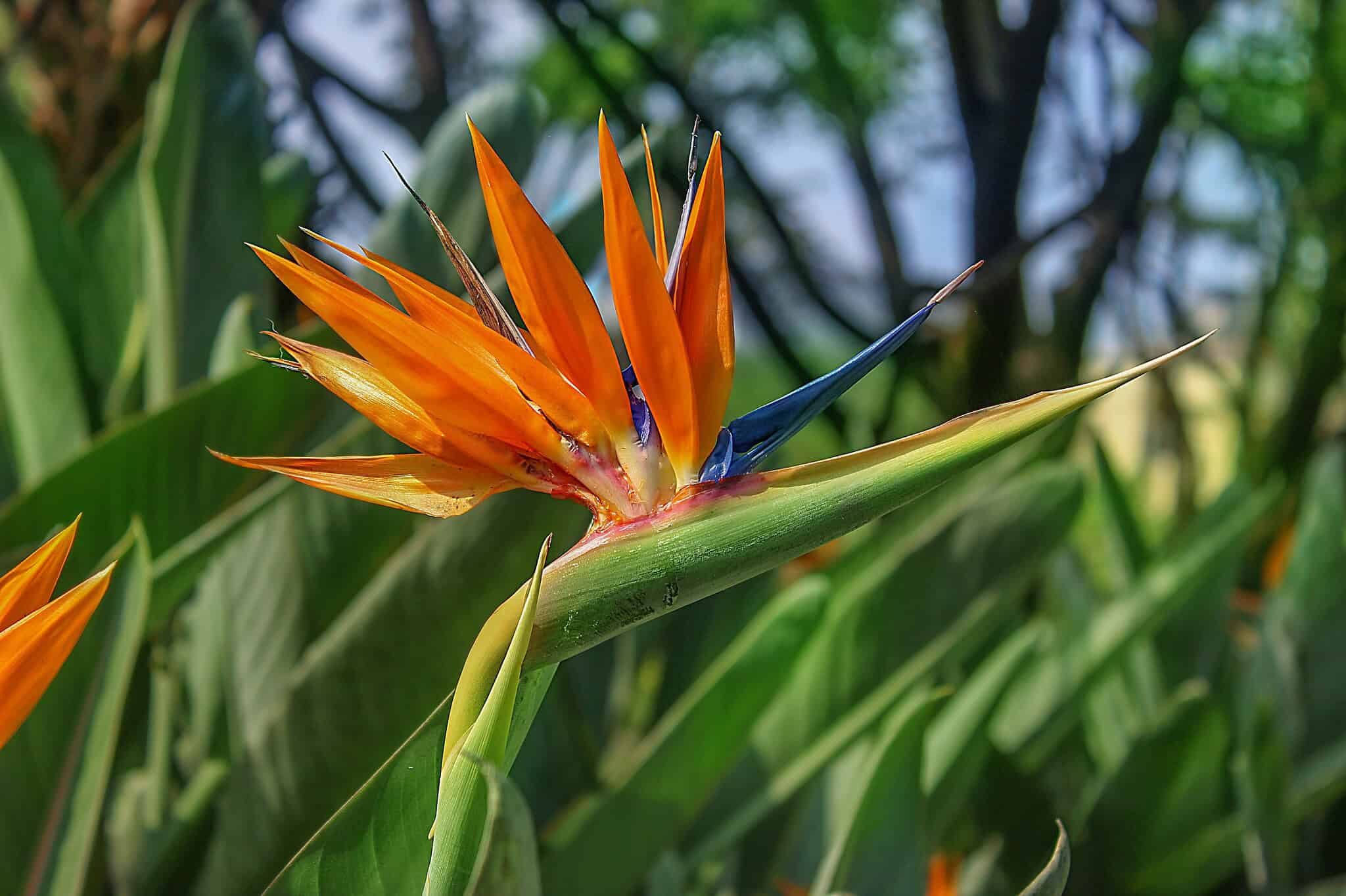 20 Exotic Tropical Flowers That Feel Straight Out of Paradise