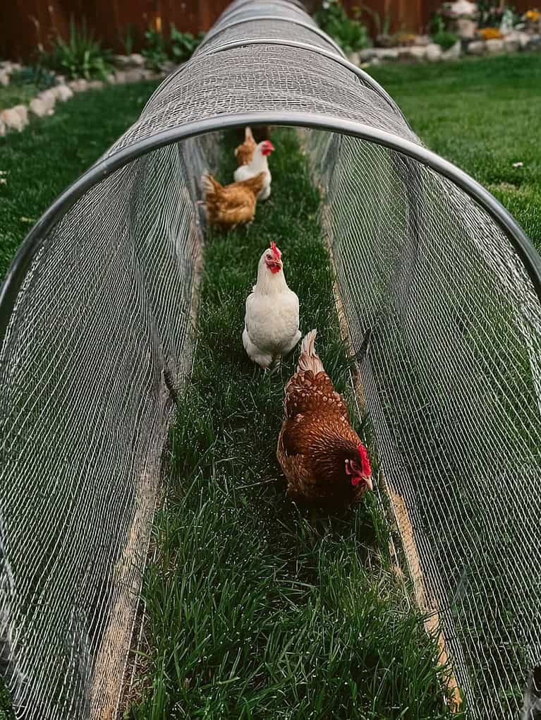 5 Best Chicken Tunnel Options for Every Backyard Flock - The Ultimate ...