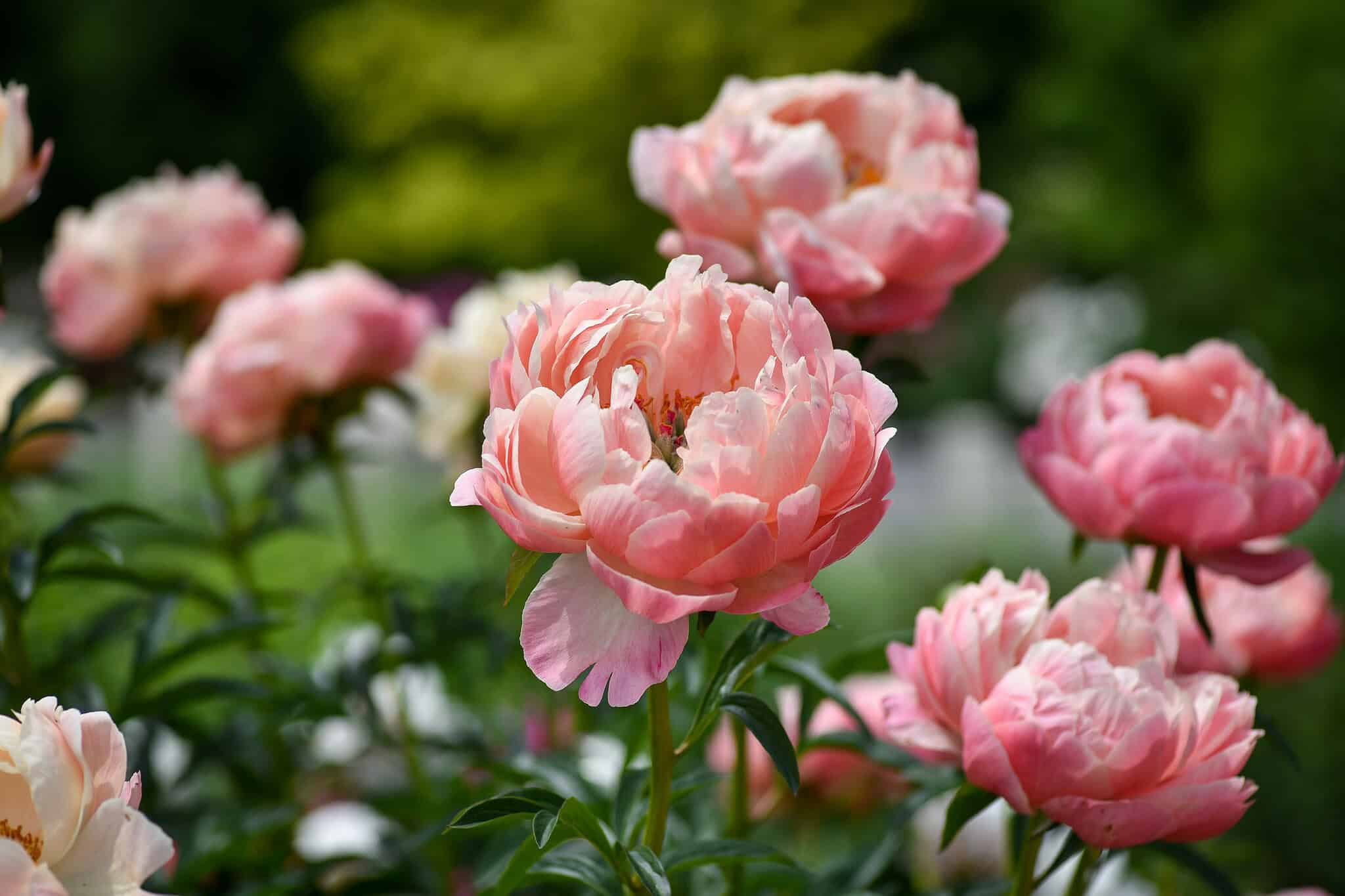 Step-by-Step Guide to Growing Stunning Peony Flowers