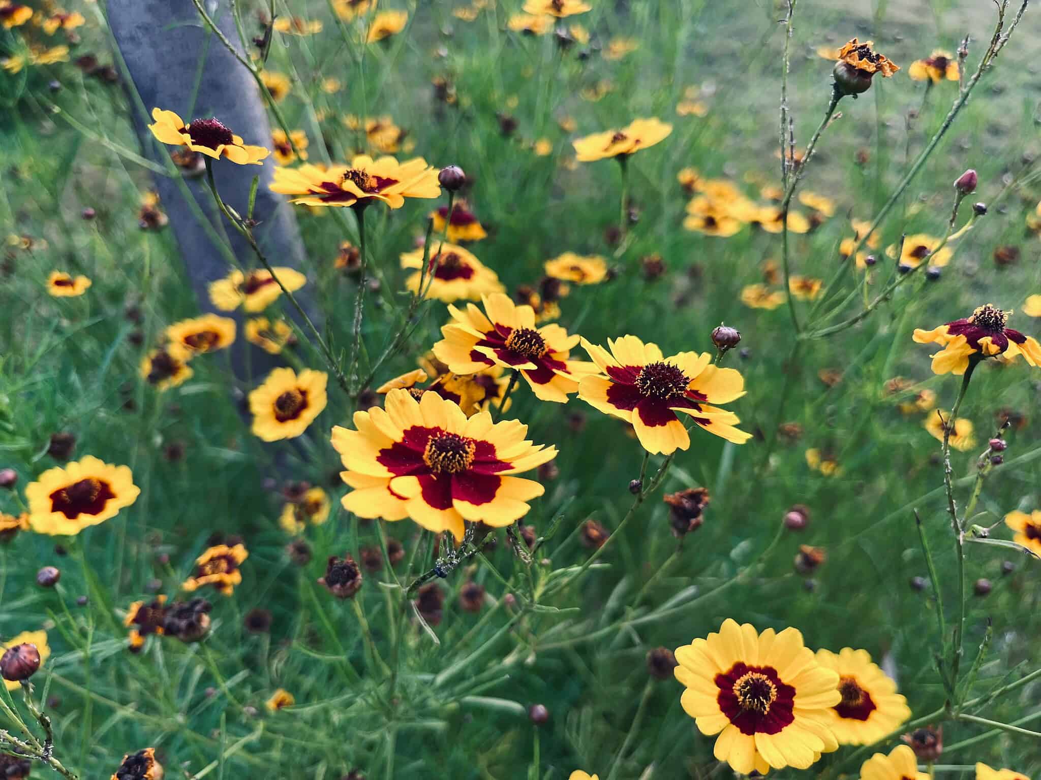 12 Reliable Full Sun Perennials Gardeners Swear By