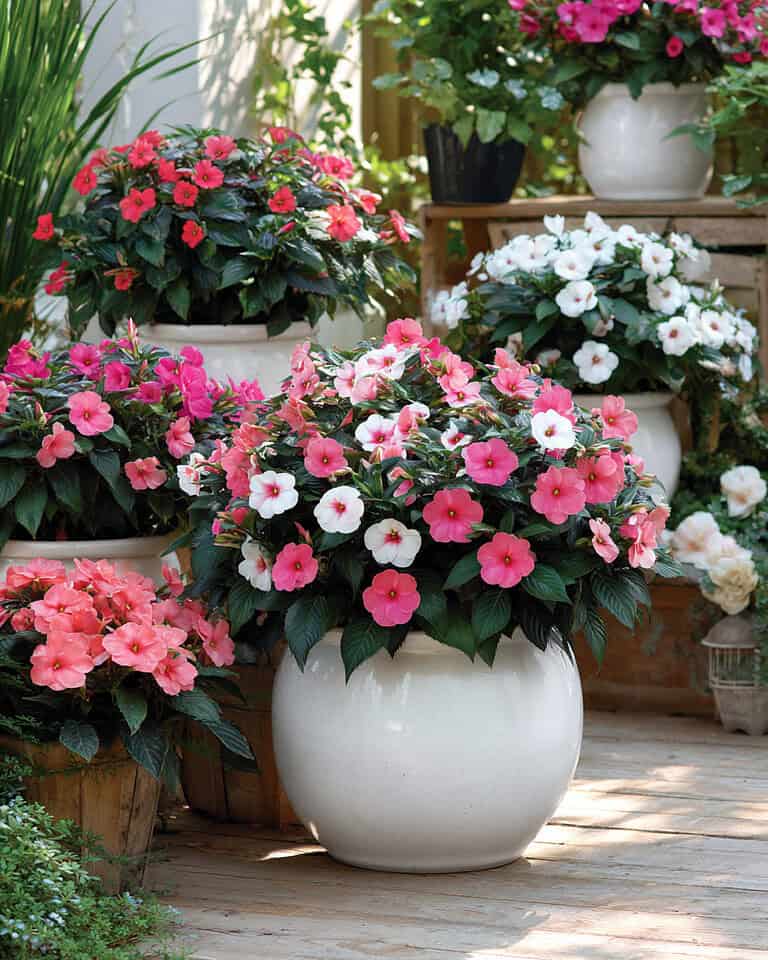 10 Best Flowers for Container Gardening to Grow with Ease