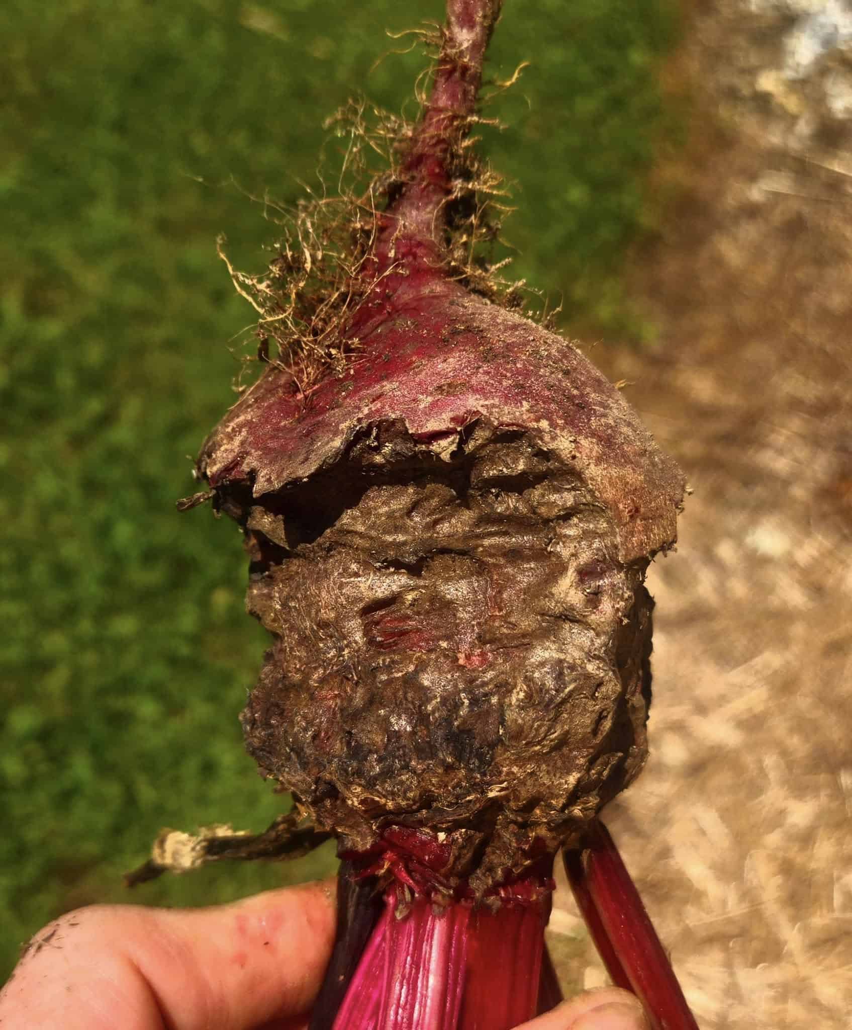How to Grow Beets That Taste Amazing (Even for First-Timers)