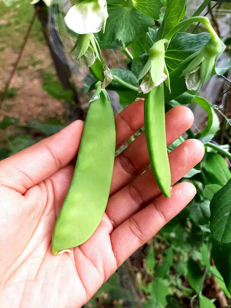 How to Grow Peas Effortlessly: Grow More with Less Work