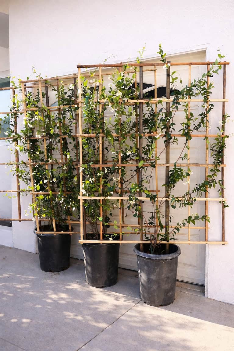 How to Grow Star Jasmine on a Trellis for a Show-Stopping Garden