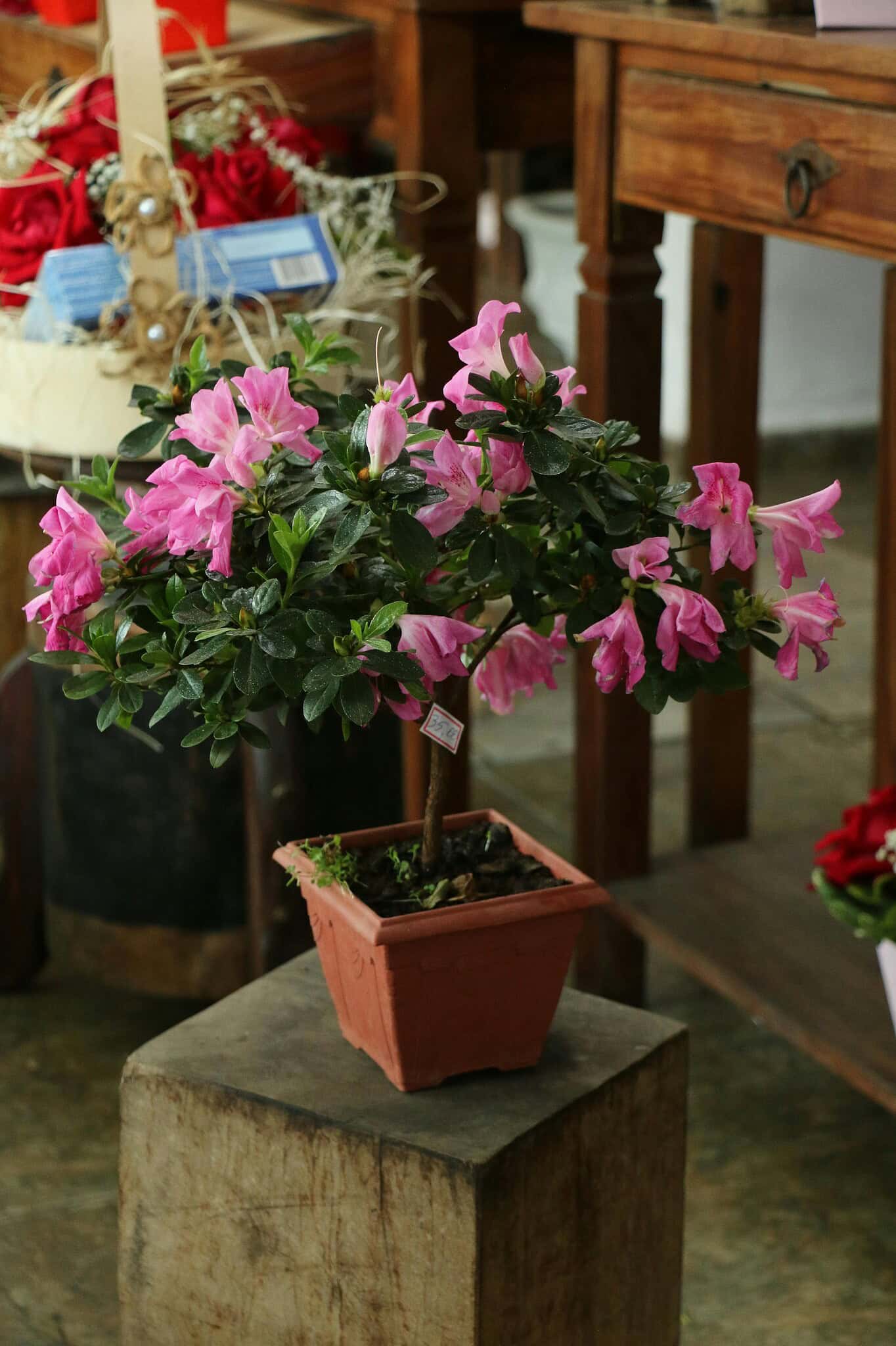 Azalea Flowers: Planting, Care, and Tips for Gorgeous Blooms
