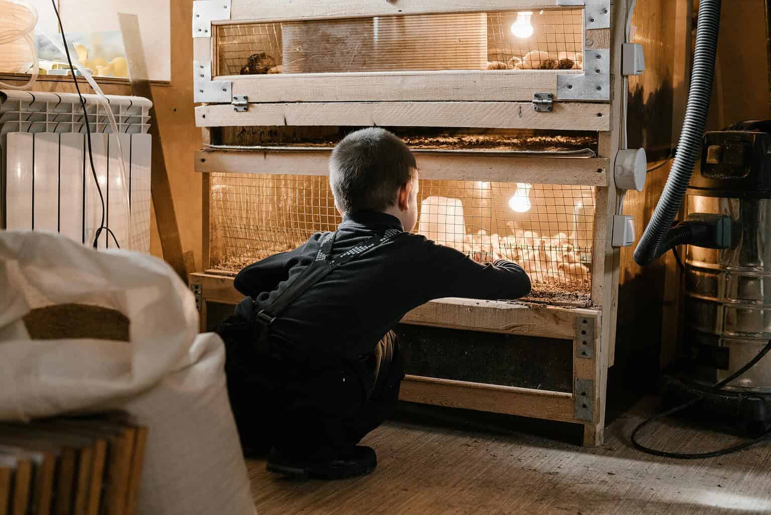 10 DIY Brooder Box Ideas That Make Raising Chicks So Much Easier