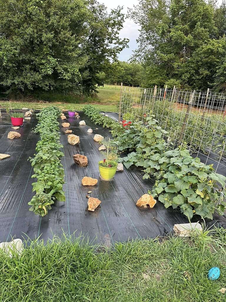 The Complete Crop Rotation Chart for Home Gardeners